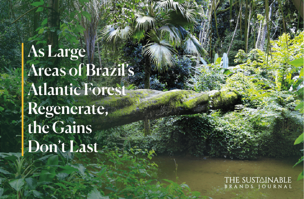 As Large Areas of Brazil’s Atlantic Forest Regenerate, the Gains Don’t ...